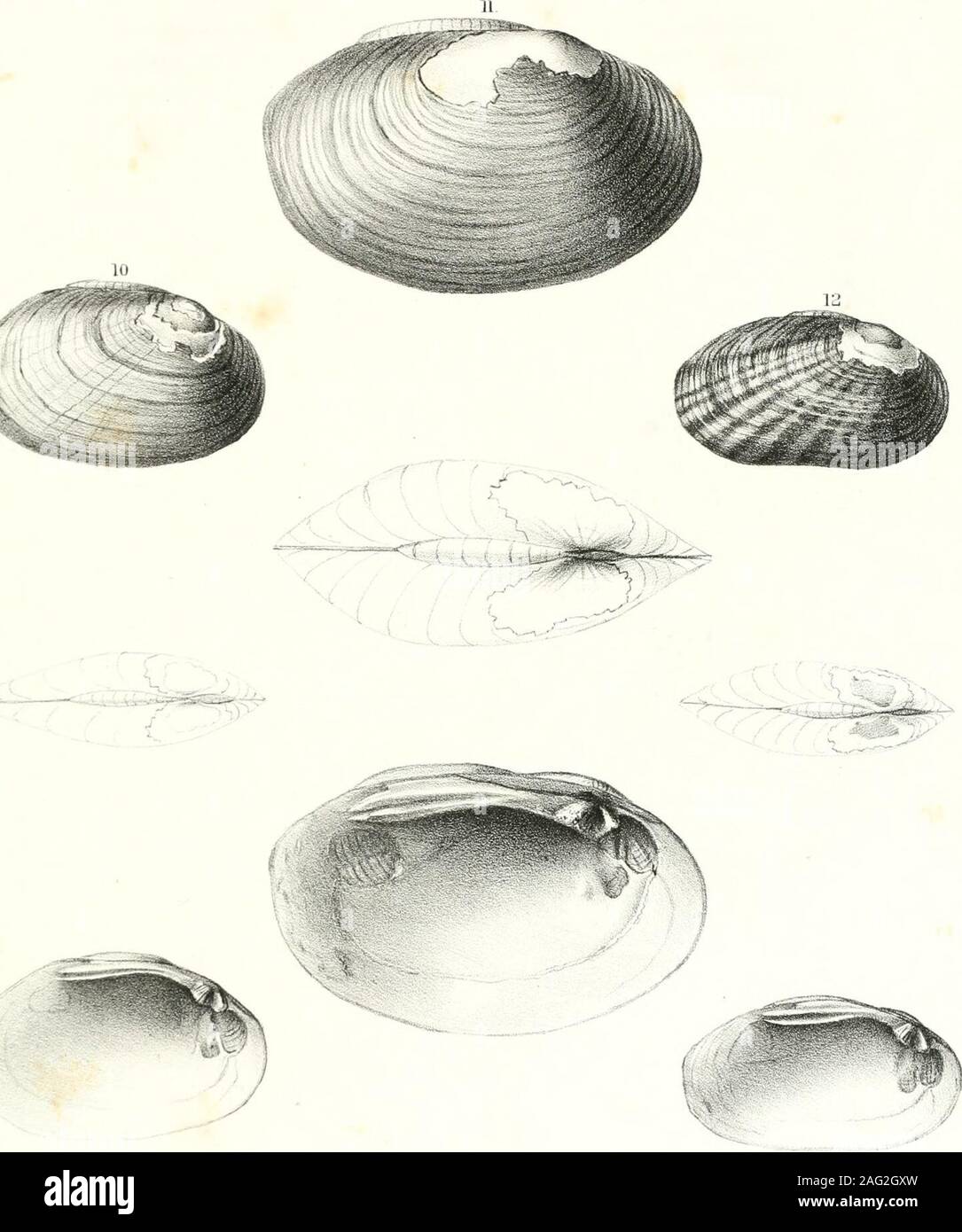 . Transactions - American Philosophical Society. . • Shell elliptical ...