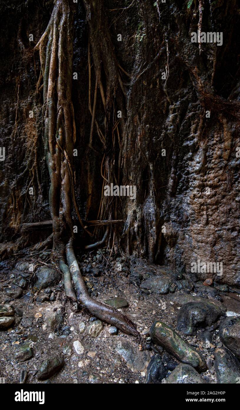 Giant tree roots on a rocky surface, symbol of life Stock Photo - Alamy