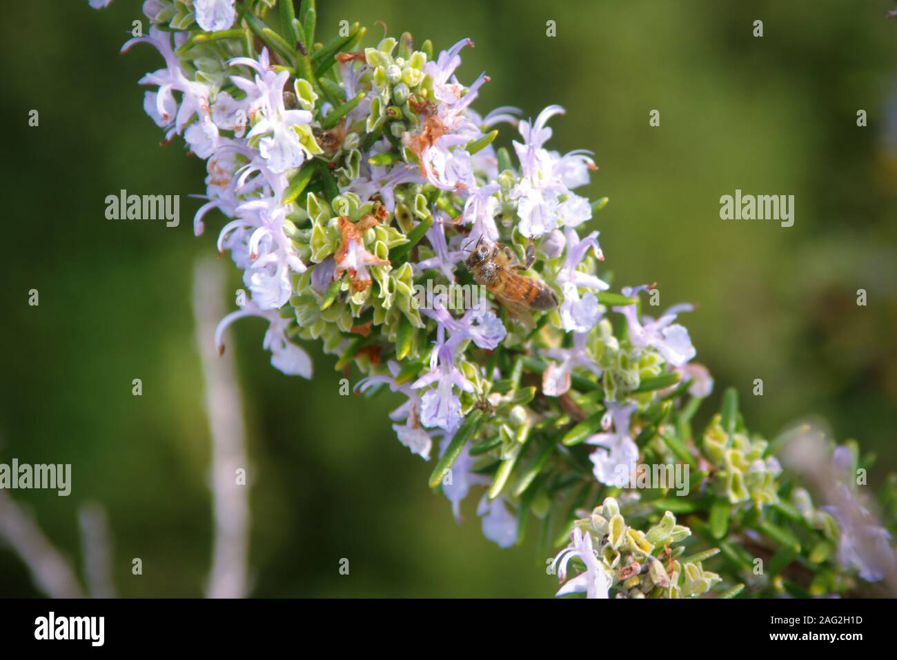 Rosemary plant (Rosmarinus officinalis) flowers, macro detail close up ...