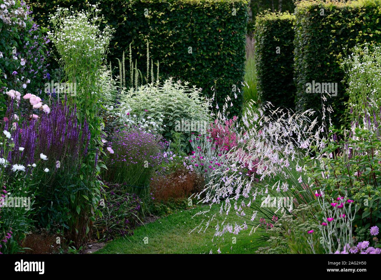 Dierama Pulcherrimum High Resolution Stock Photography and Images - Alamy