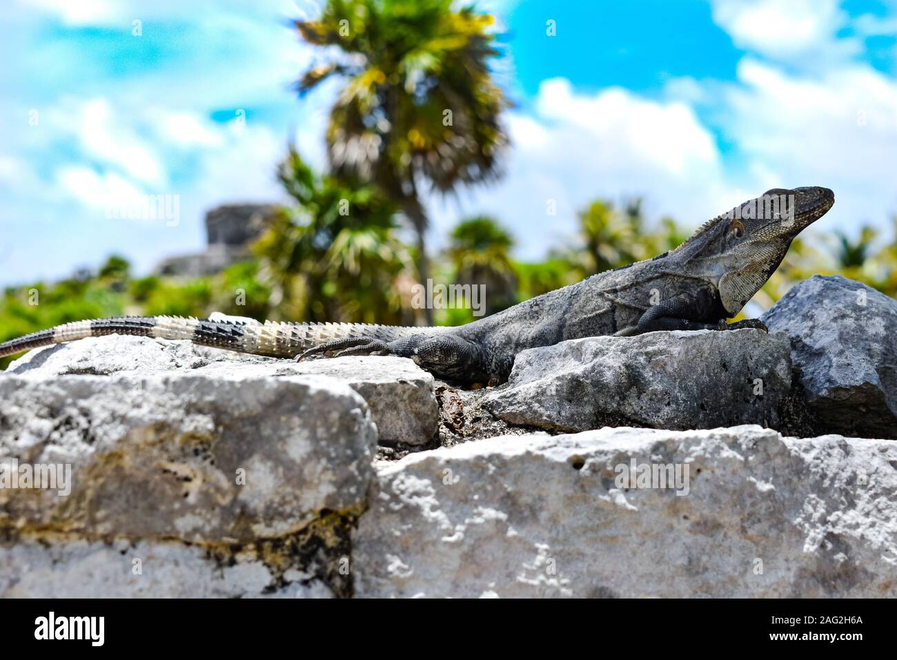 Monitor lizard sits on stones in Tulum Stock Photo - Alamy