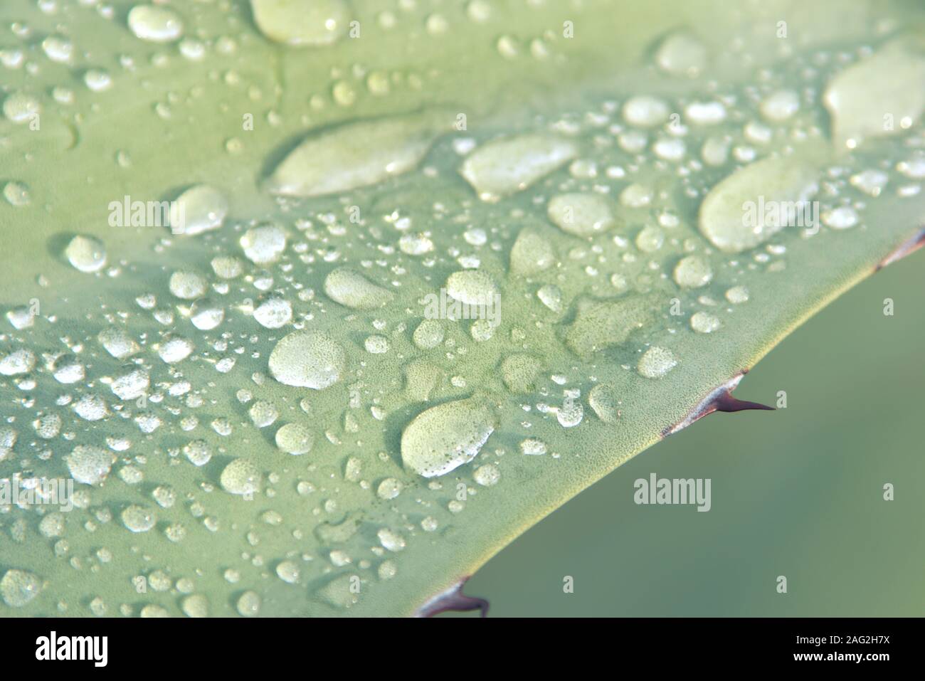 Water droplets on a sentry plant (Agave americana) leaf after the rain ...