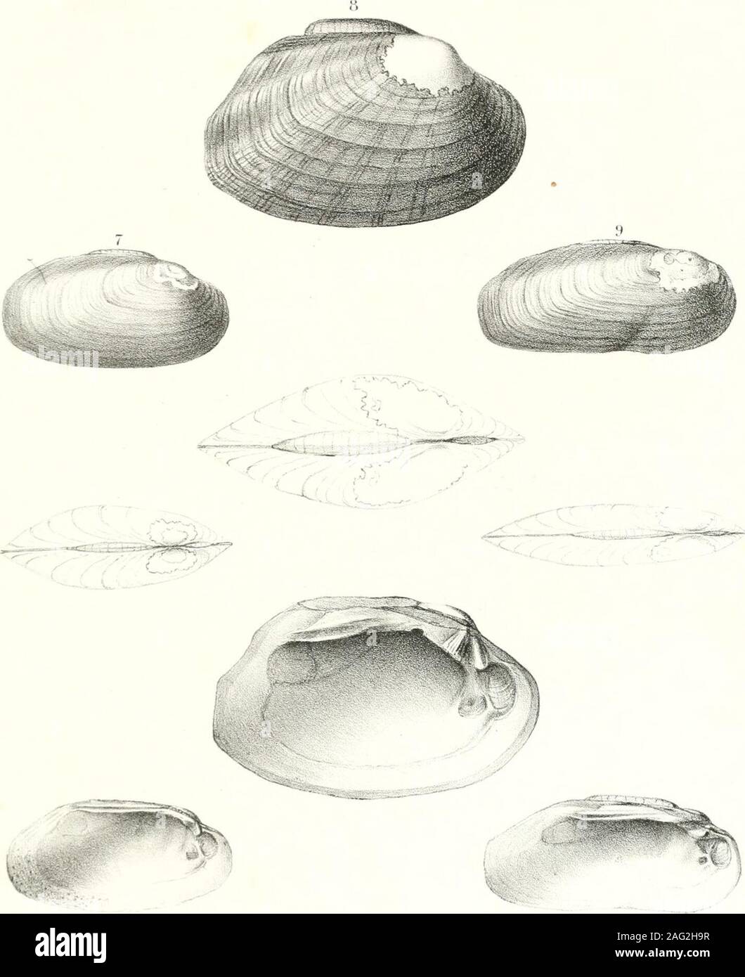 Lobed shell hi-res stock photography and images - Alamy