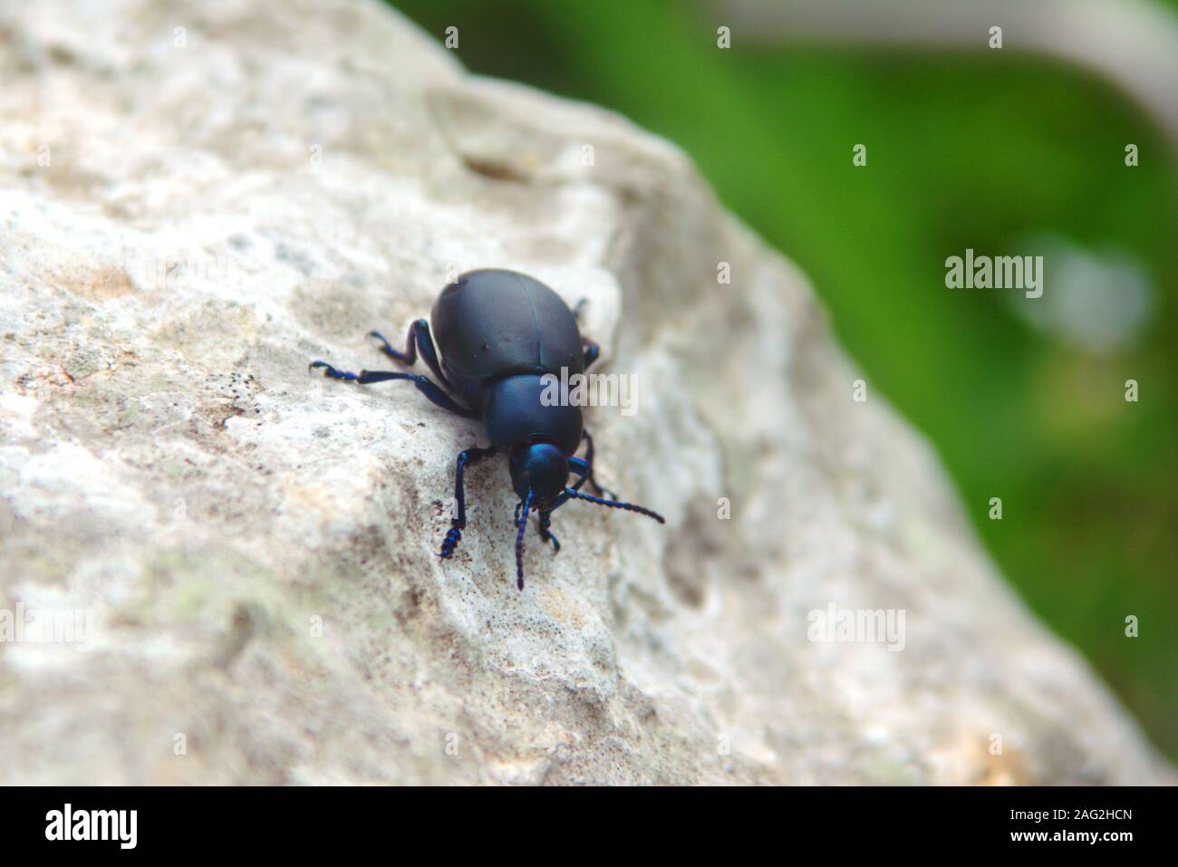 Italian bloody-nosed beetle (Timarcha nicaeensis italica) spotted near ...