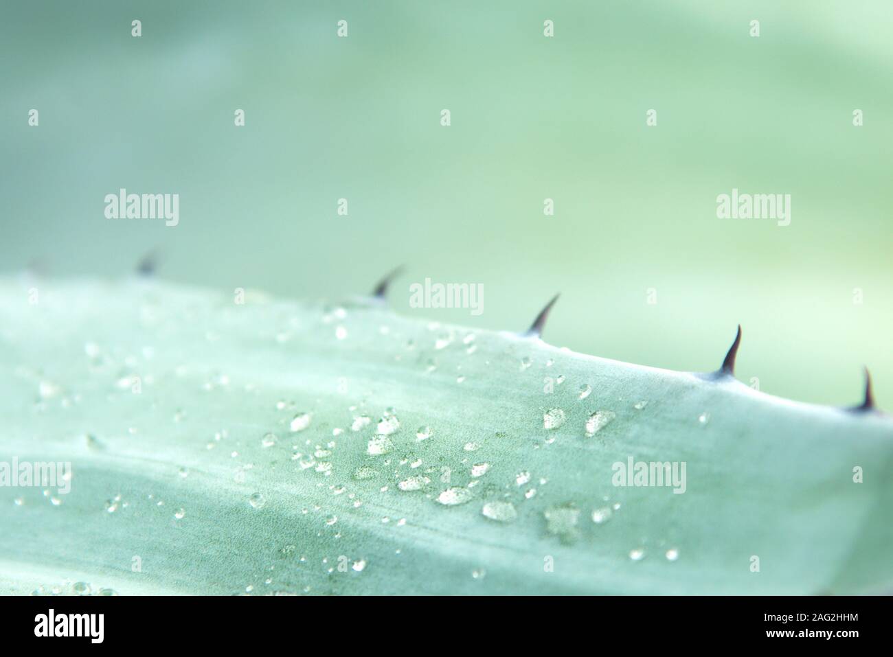 Water droplets on a sentry plant (Agave americana) leaf after the rain ...