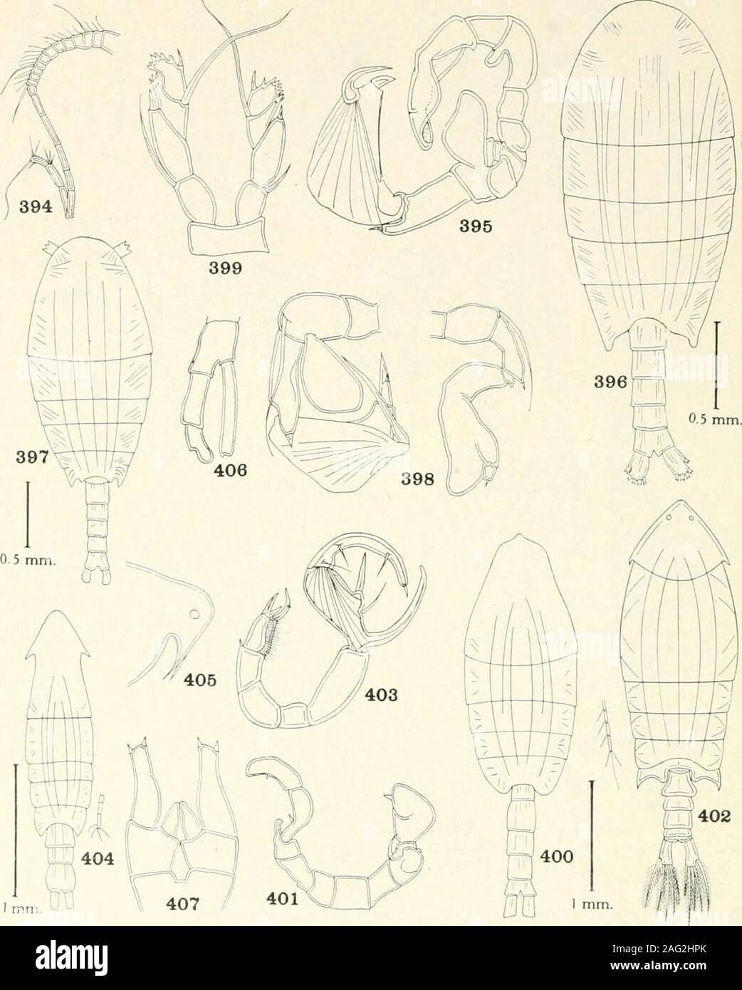 Genital segment hi-res stock photography and images - Alamy
