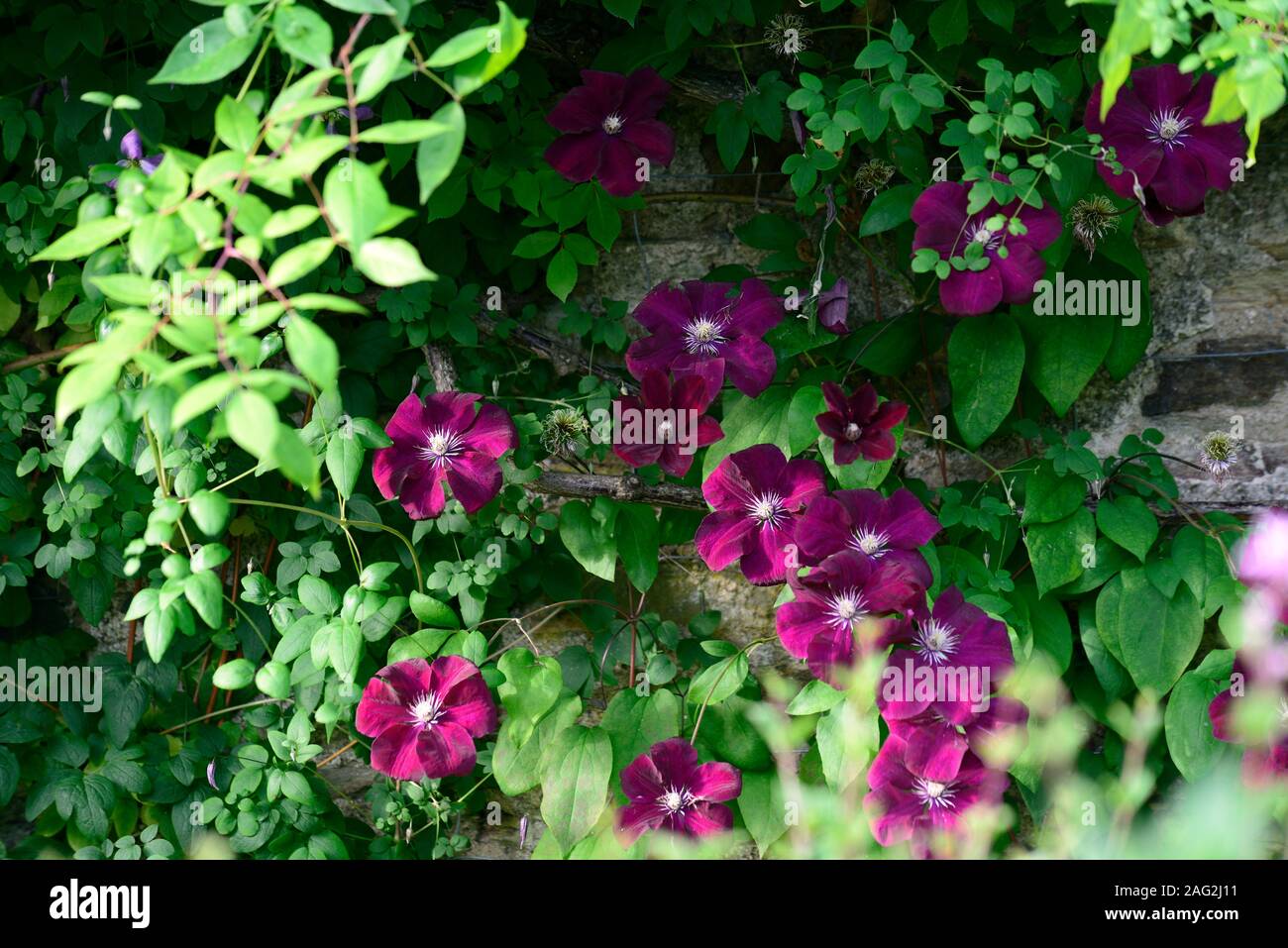 Trellis clematis hi-res stock photography and images - Alamy