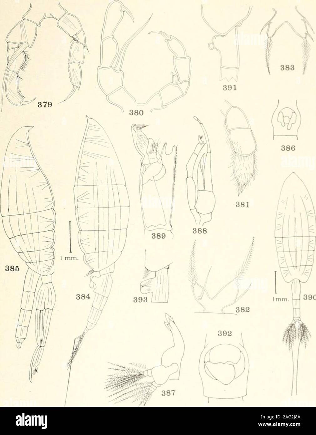 374 species hi-res stock photography and images - Alamy