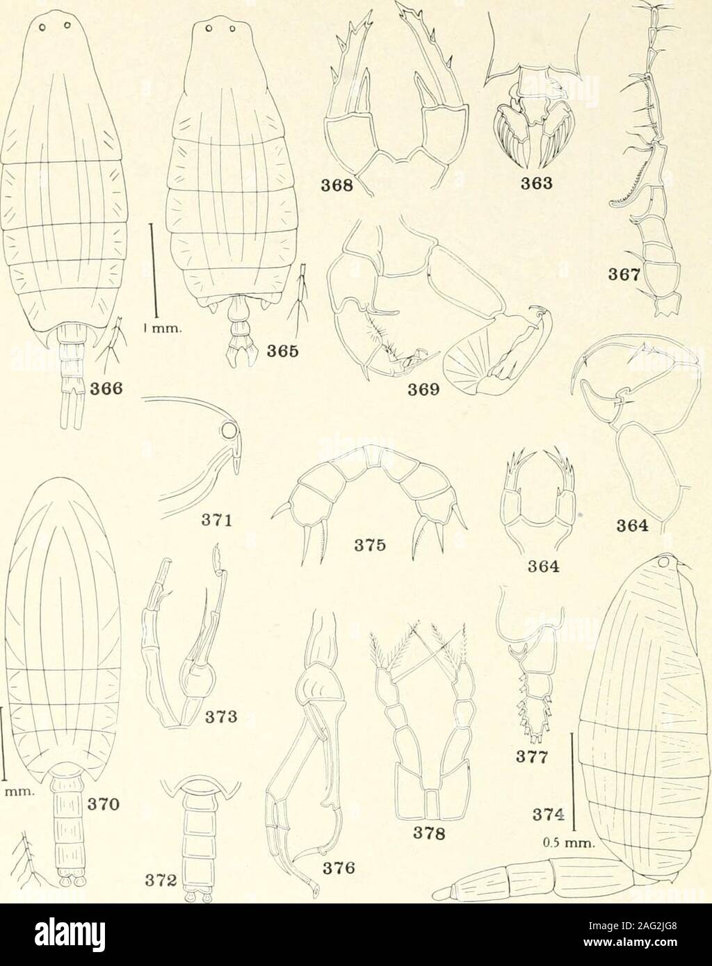 349 species hi-res stock photography and images - Alamy