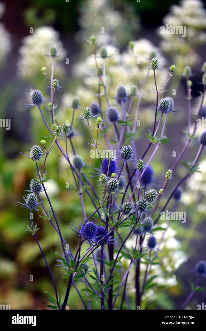 Eryngium planum Blaukappe,sea holly,sea hollies,blue flower,blue ...