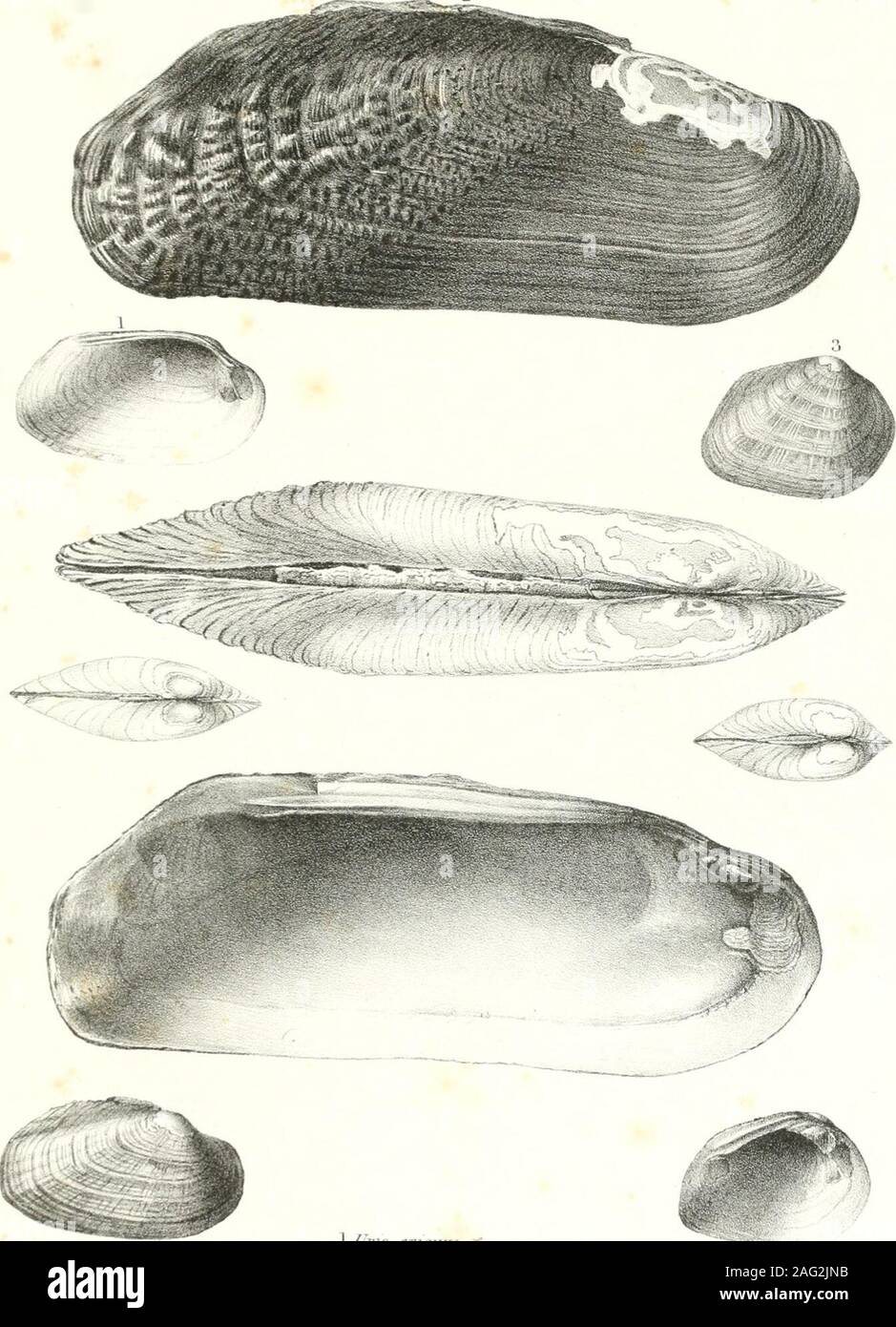 Numerous small white teeth hi-res stock photography and images - Alamy