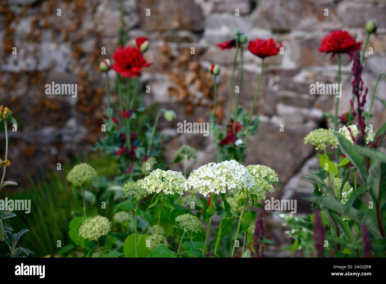 Hydrangea border hi-res stock photography and images - Alamy