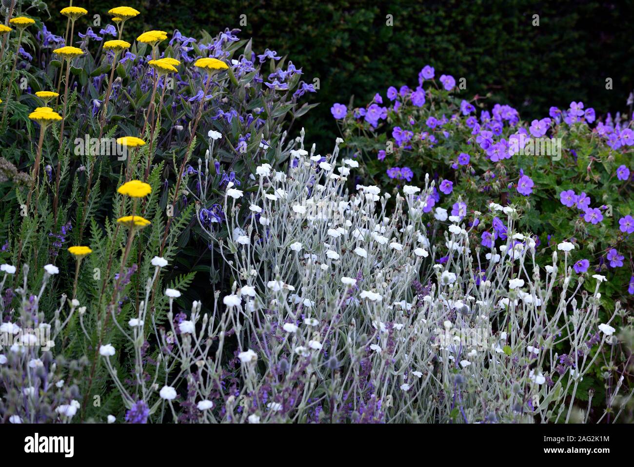 Lychnis coronaria Alba,white-flowered rose campion,geranium rozanne ...