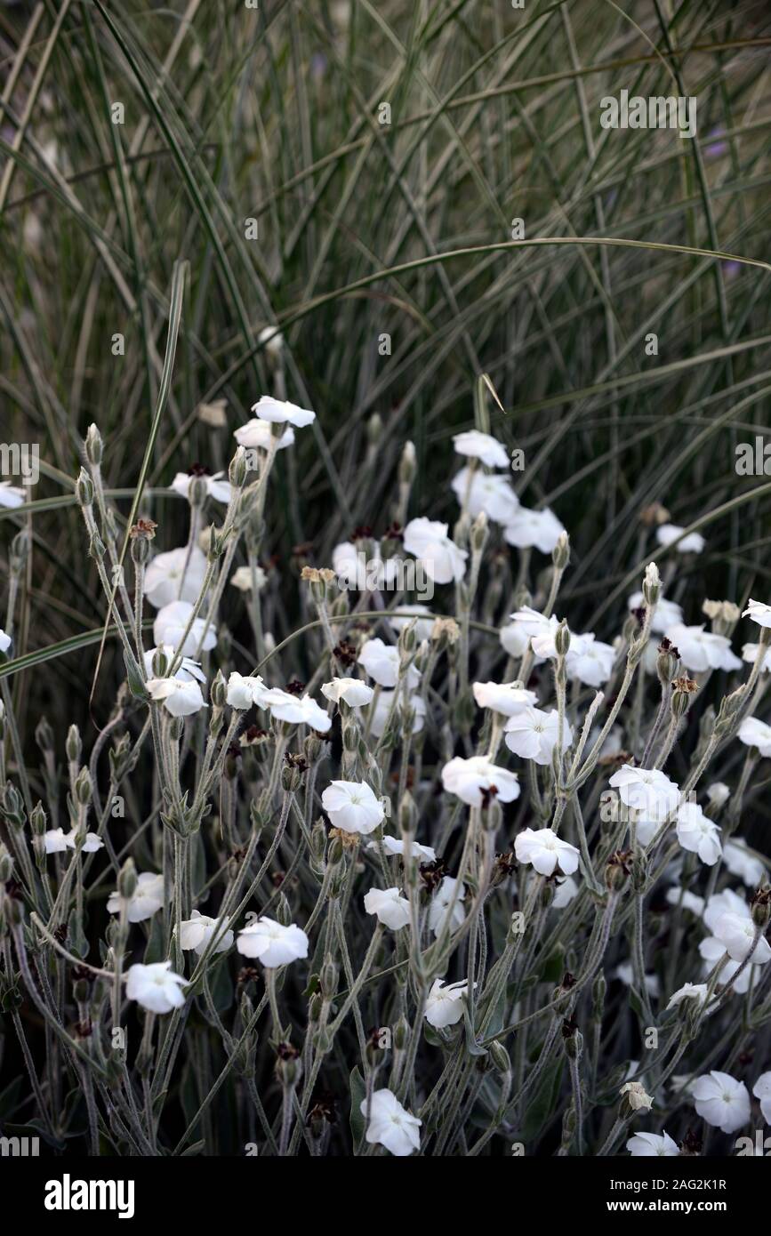 Lychnis coronaria Alba,white-flowered rose campion,flowers,flowering ...