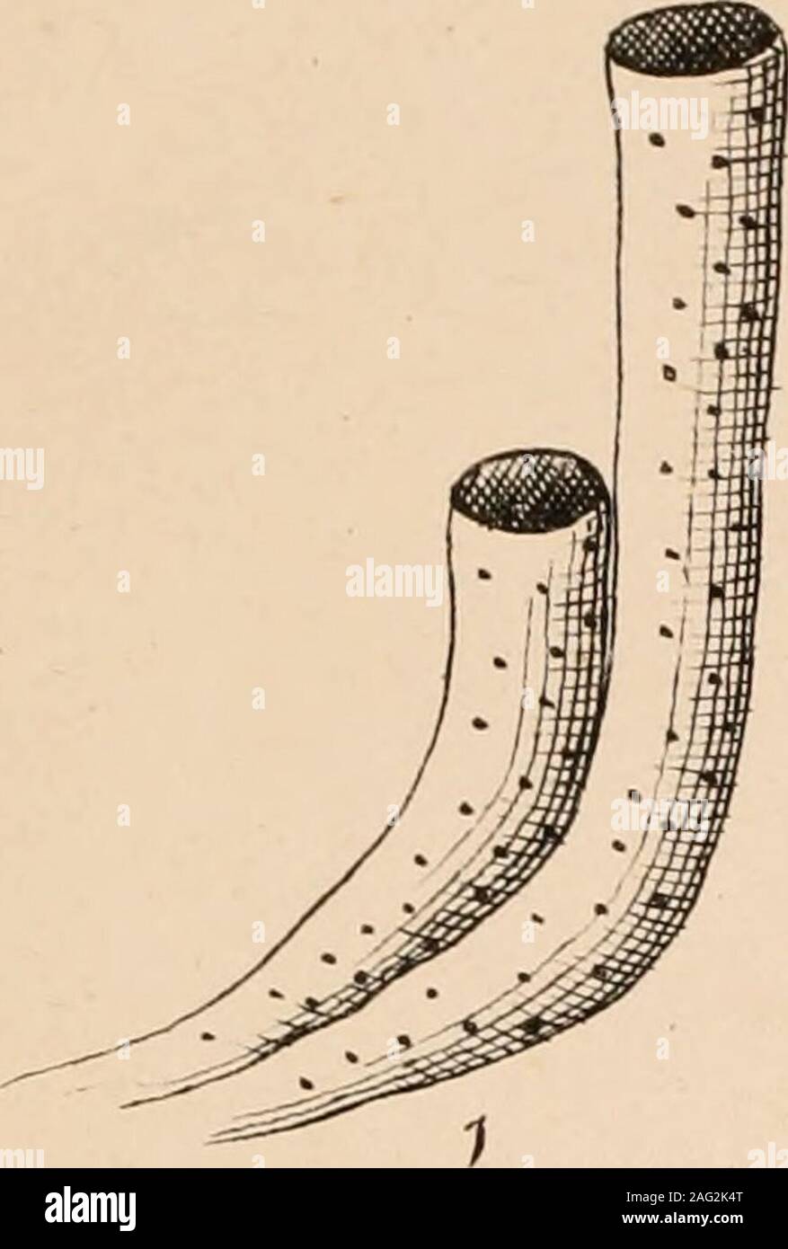 . Catalogue of the marine Mollusca of New Zealand, with diagnoses of ...