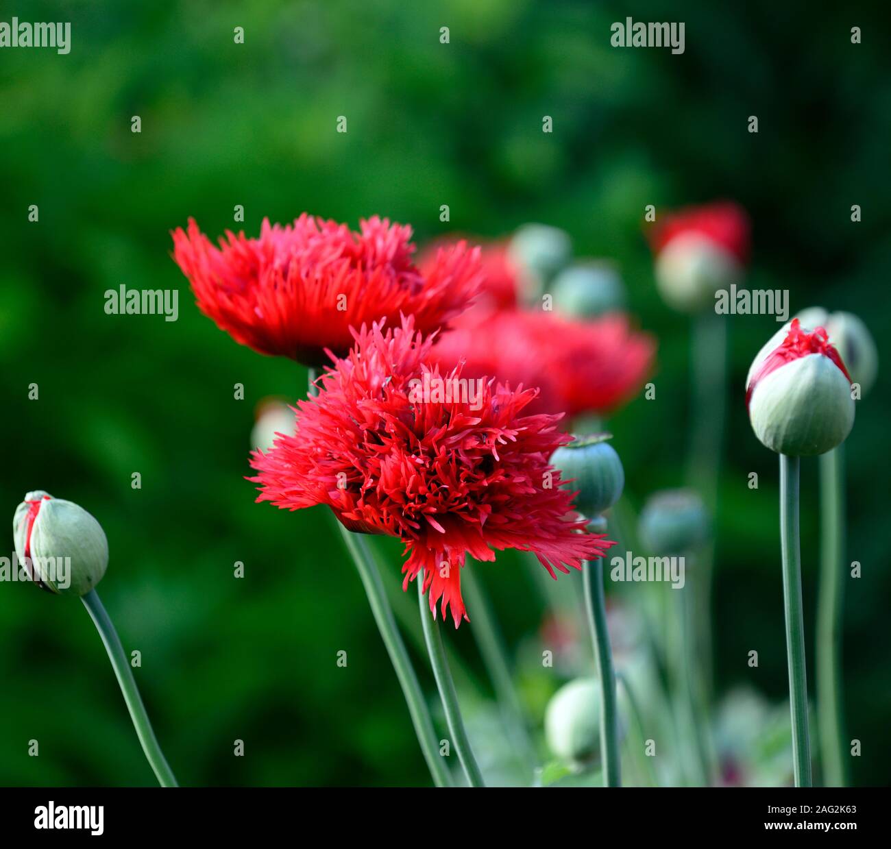 Papaver somniferum Double Red,opium poppy,flower,flowers,flowering,mix ...
