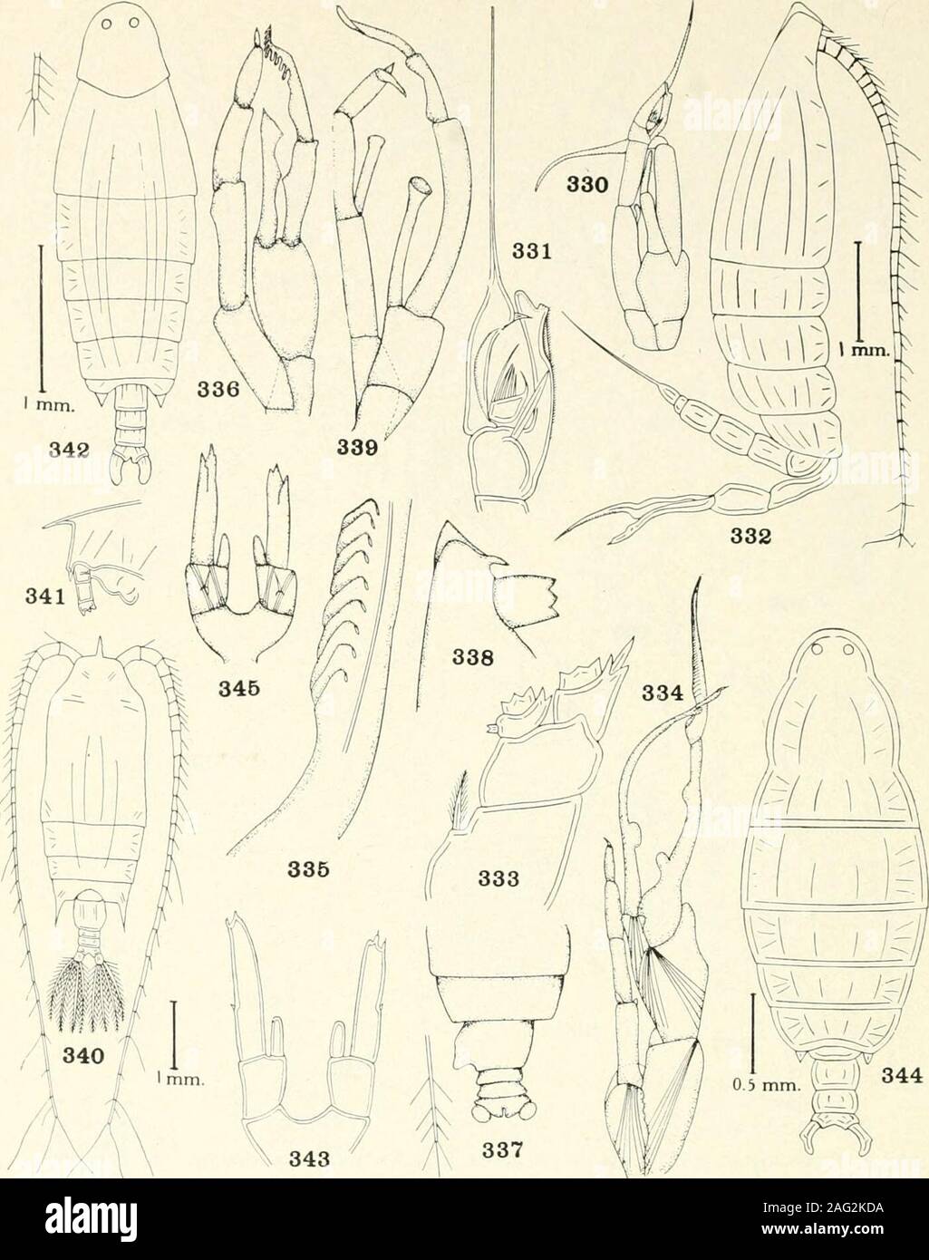 . Bulletin - United States National Museum. Species of Arietellus ...
