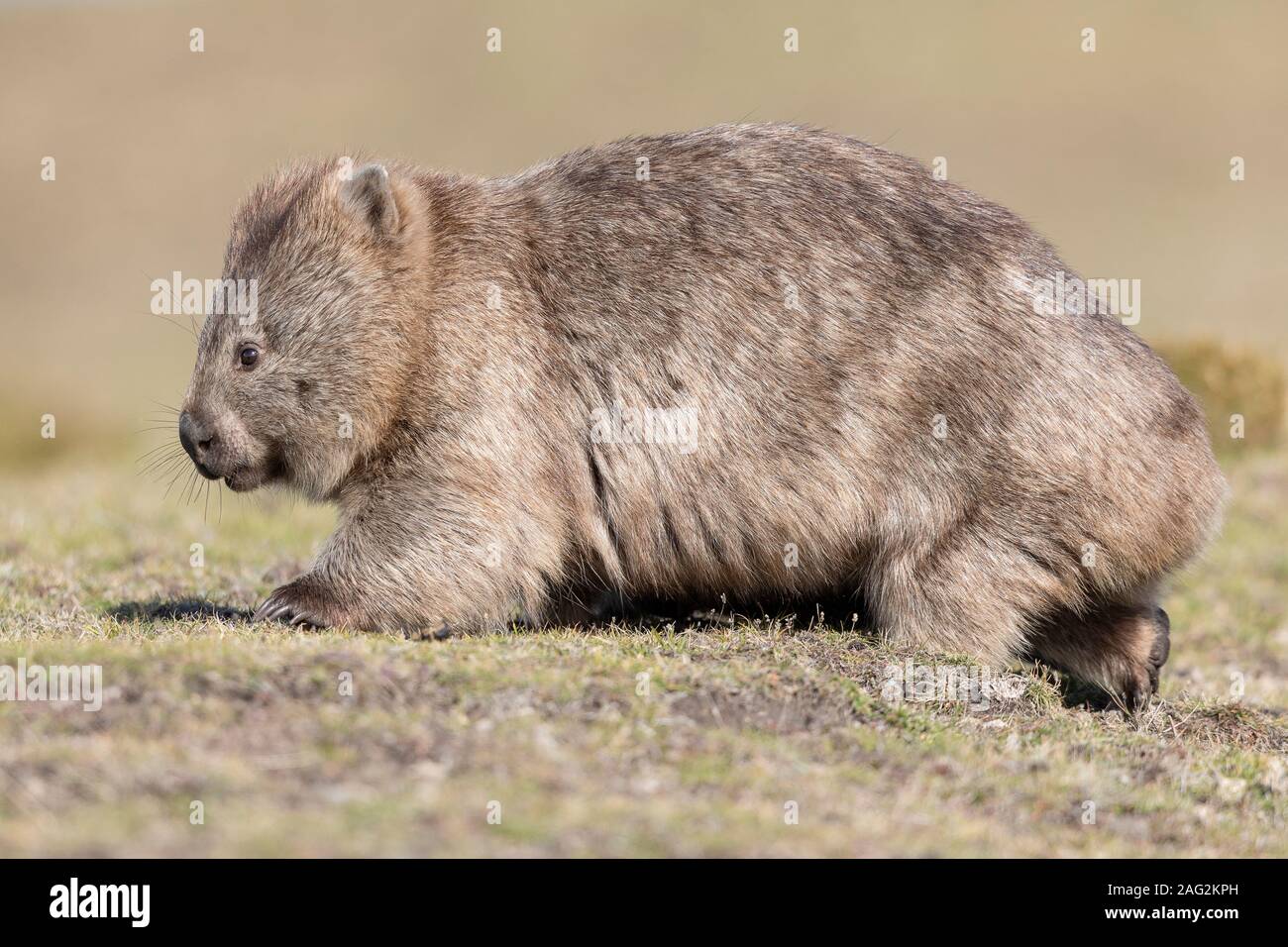 Wombat on Maria Island, Tasmania Stock Photo - Alamy