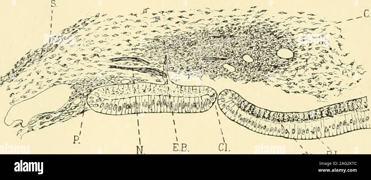 . The American journal of anatomy. und Entwick. Bd. LX, 1902. 406 ...