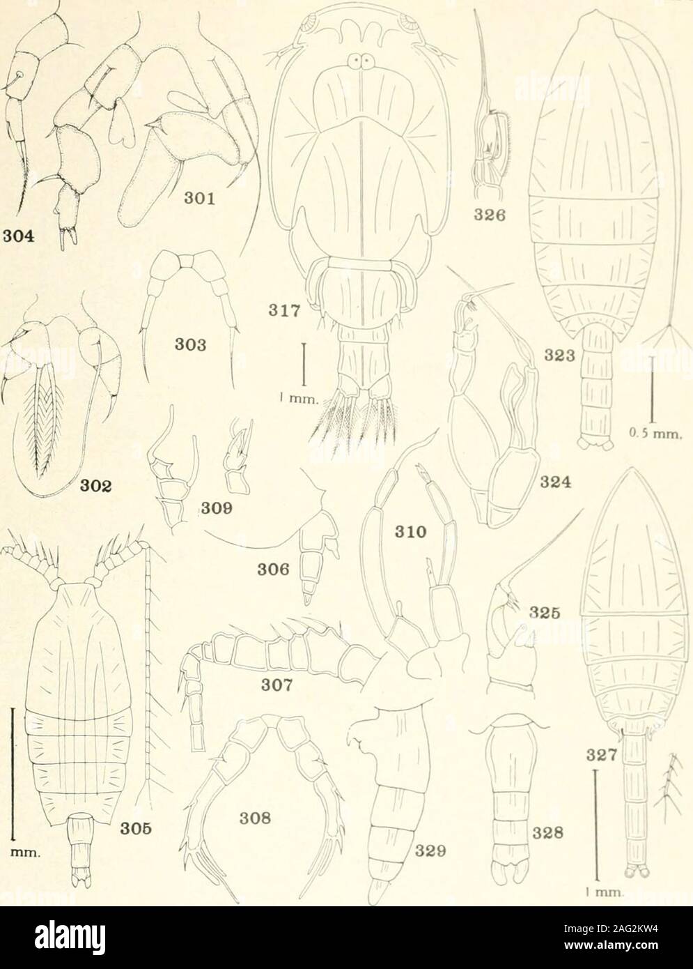 Euaugaptilus hi-res stock photography and images - Alamy