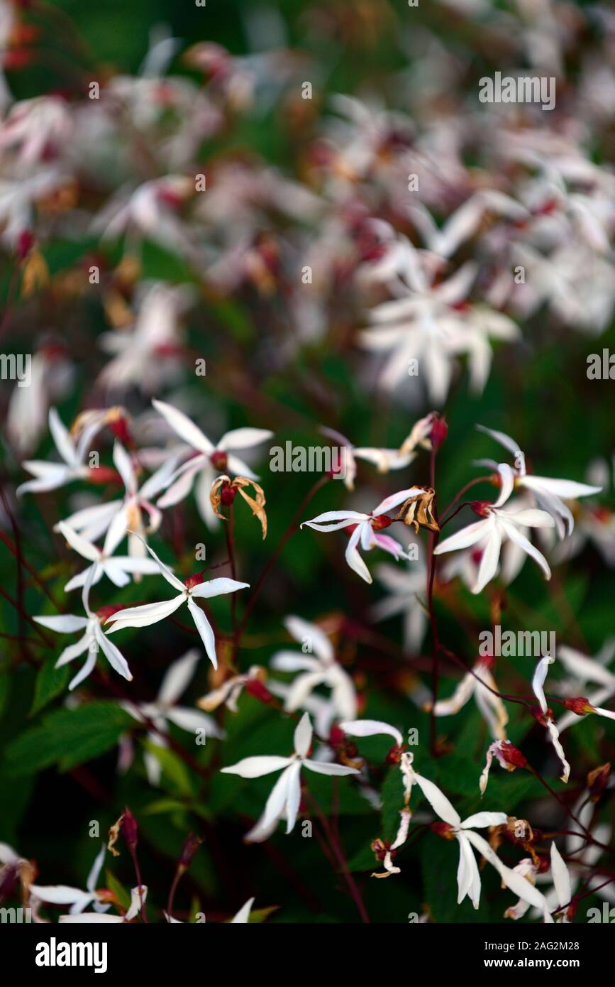 Gaura lindheimeri,Butterfly Gaura,white,flower,flowers,flowering,garden ...
