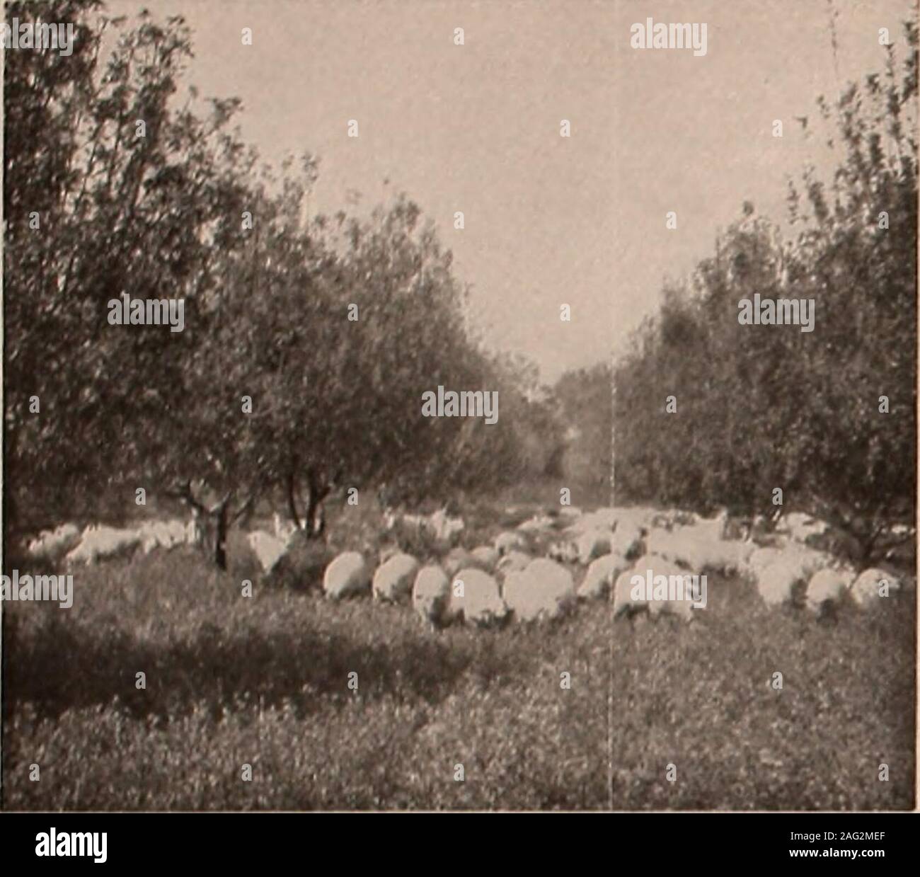 . What an Eastern man thinks of the Pecos Valley of New Mexico ...