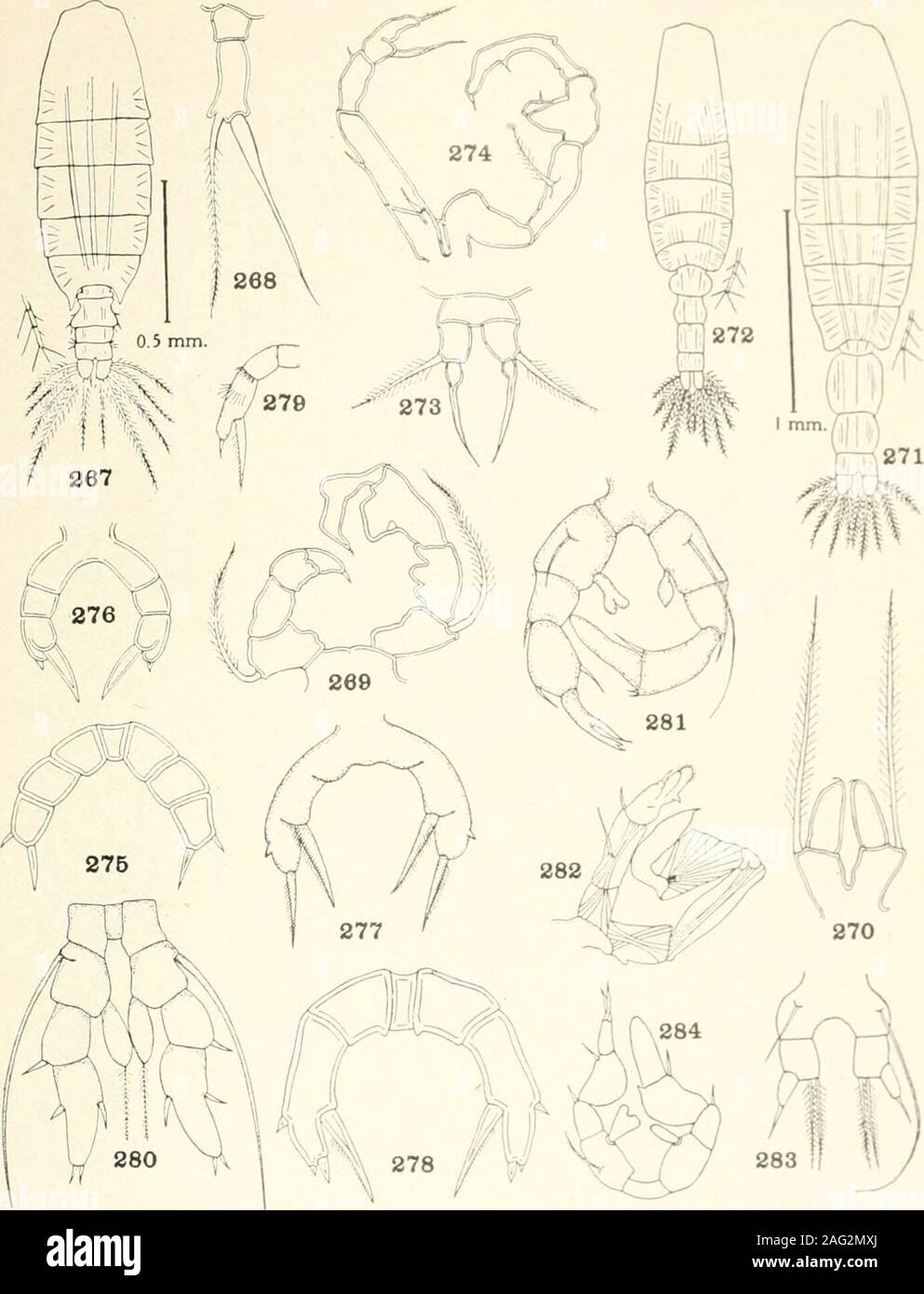 . Bulletin - United States National Museum. DINULA. 245, Ponlella ...
