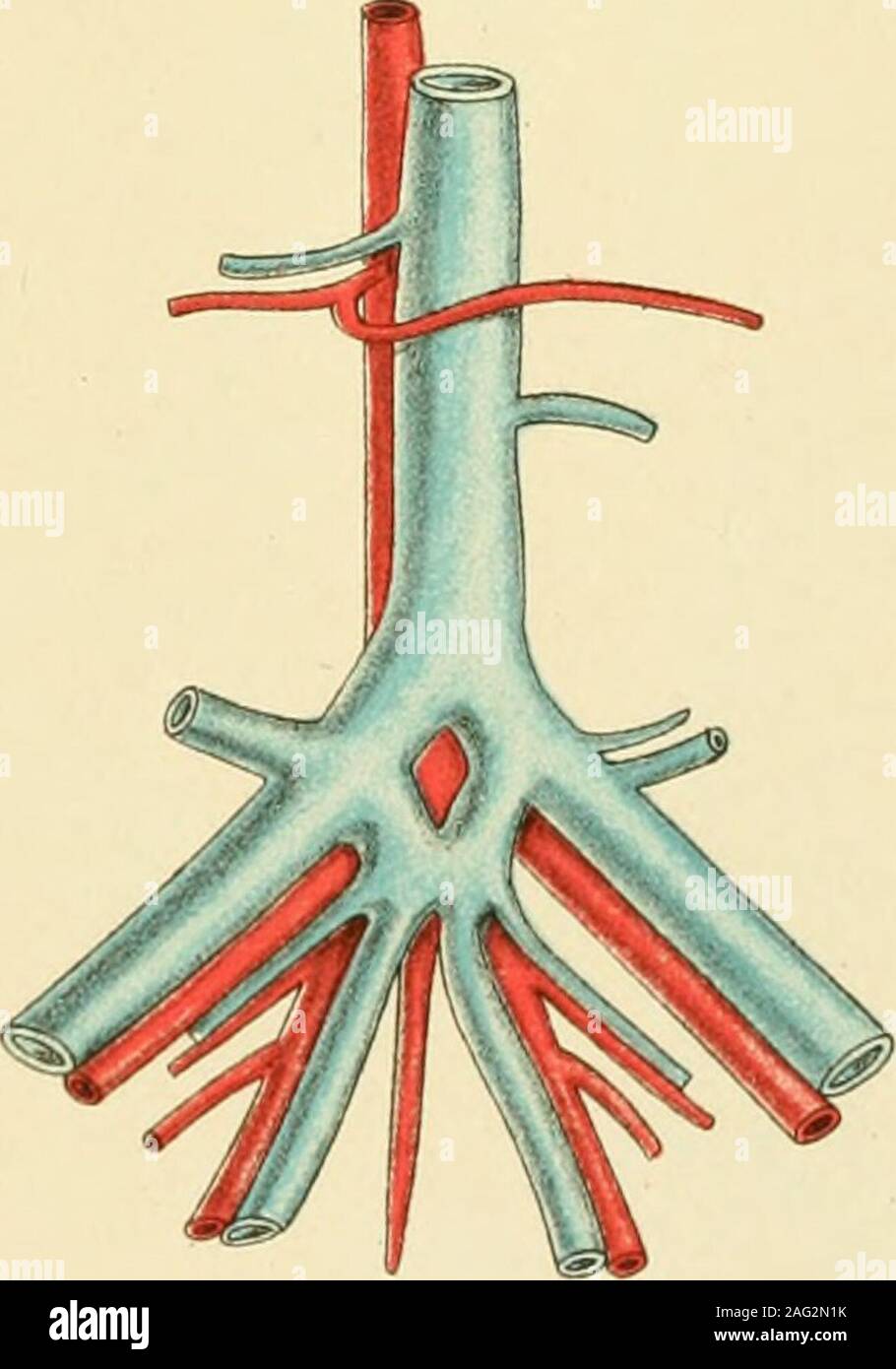 Didelphys hi-res stock photography and images - Alamy
