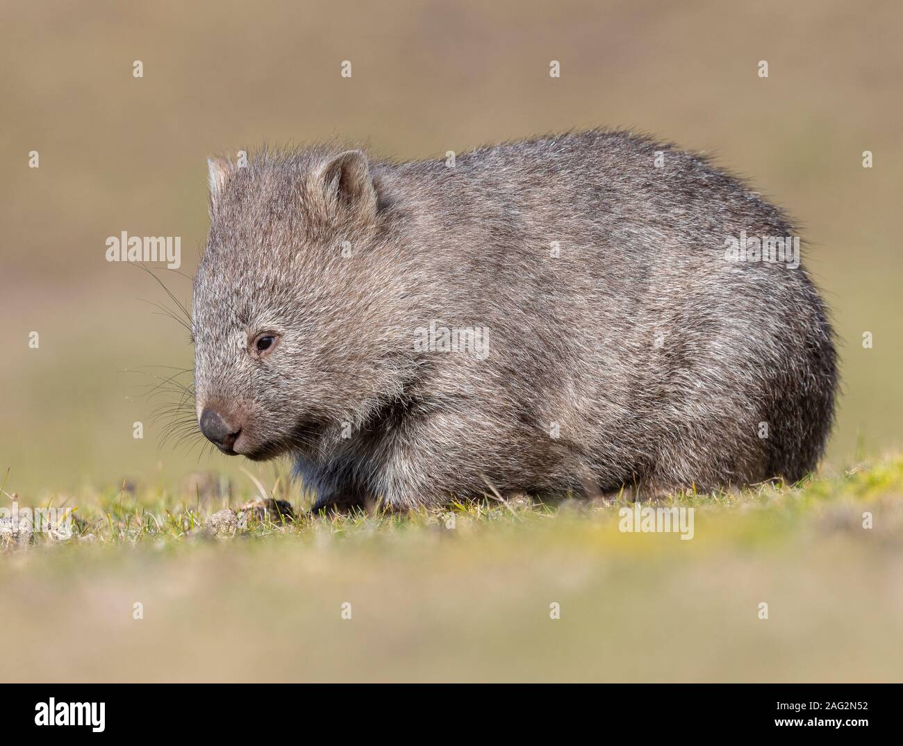 Wombat on Maria Island, Tasmania Stock Photo - Alamy