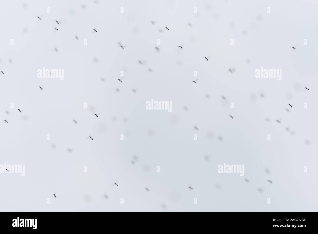 Scene of mass migration of flying ants against the sky. Insects can ...