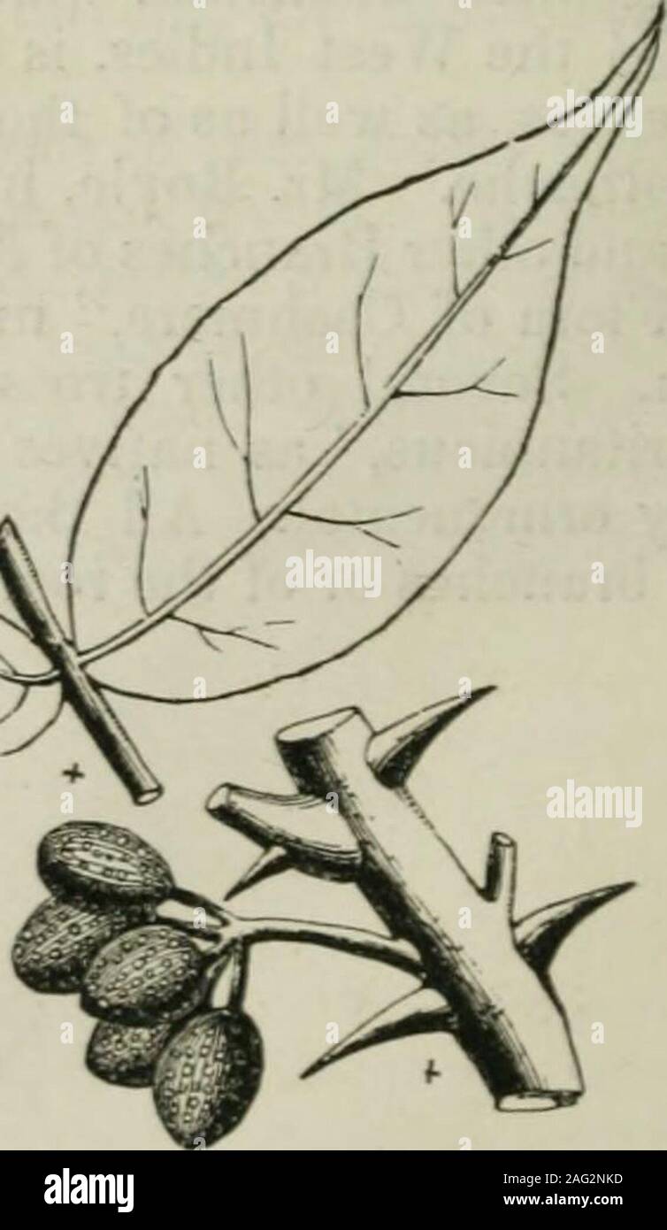 151 species hi-res stock photography and images - Alamy