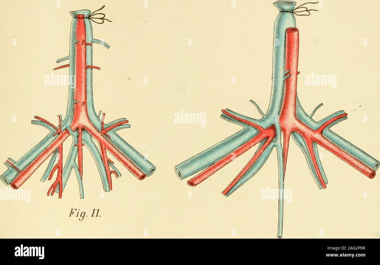 Didelphys hi-res stock photography and images - Alamy