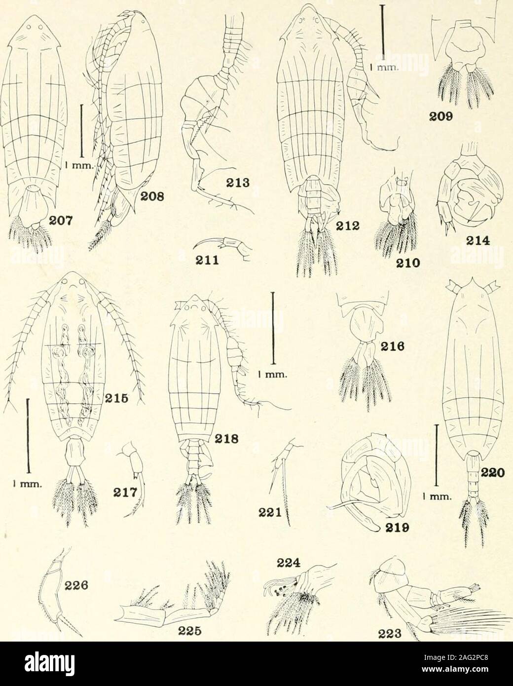 . Bulletin - United States National Museum. 194 SPECIES OF LABIDOCERA ...