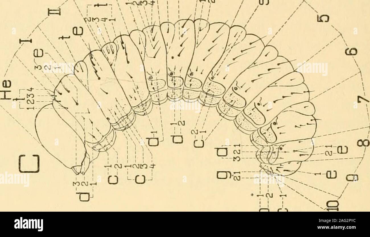 . Smithsonian miscellaneous collections. ian vessels and which are ...