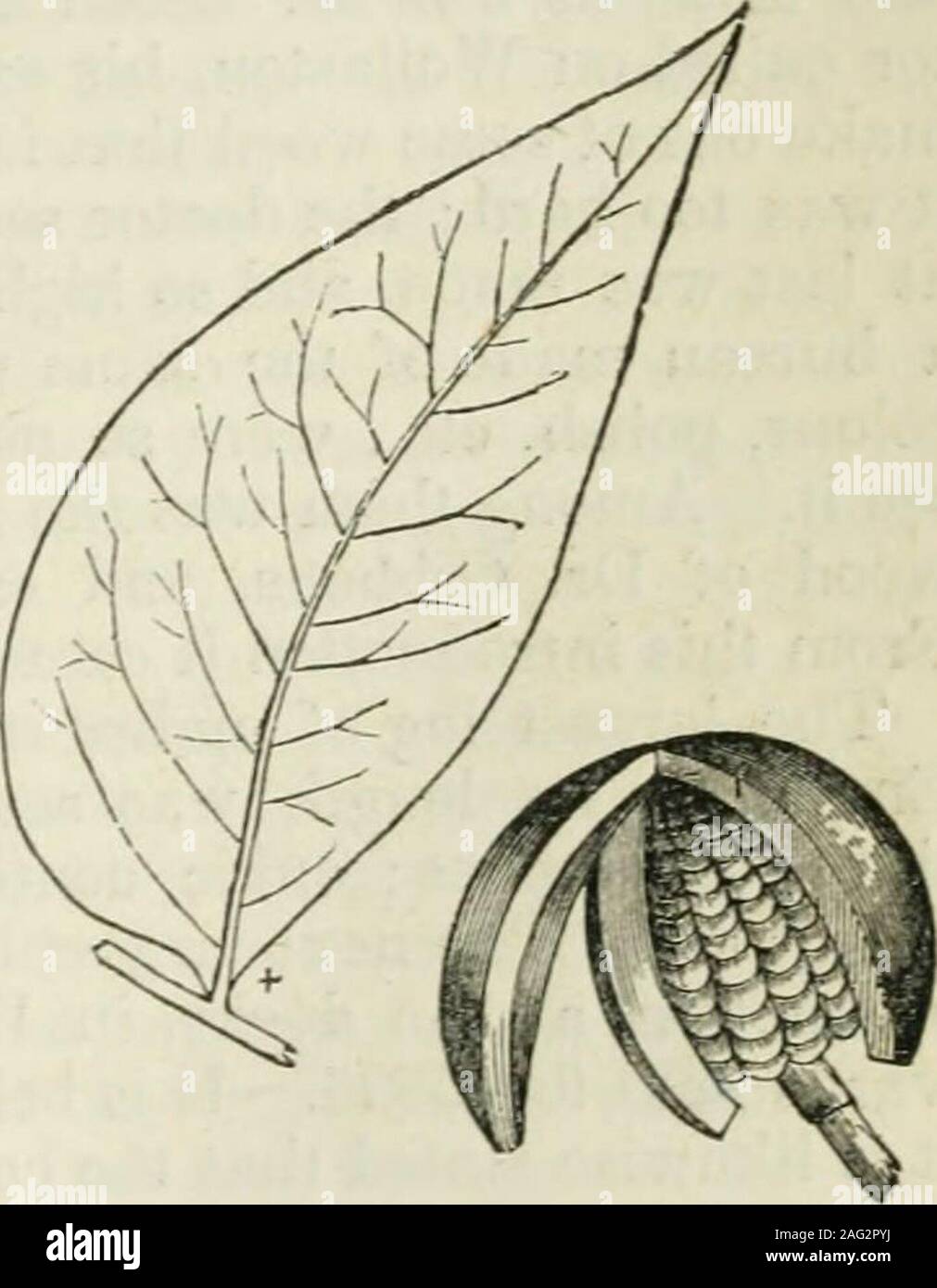 Mahogany roots hi-res stock photography and images - Alamy