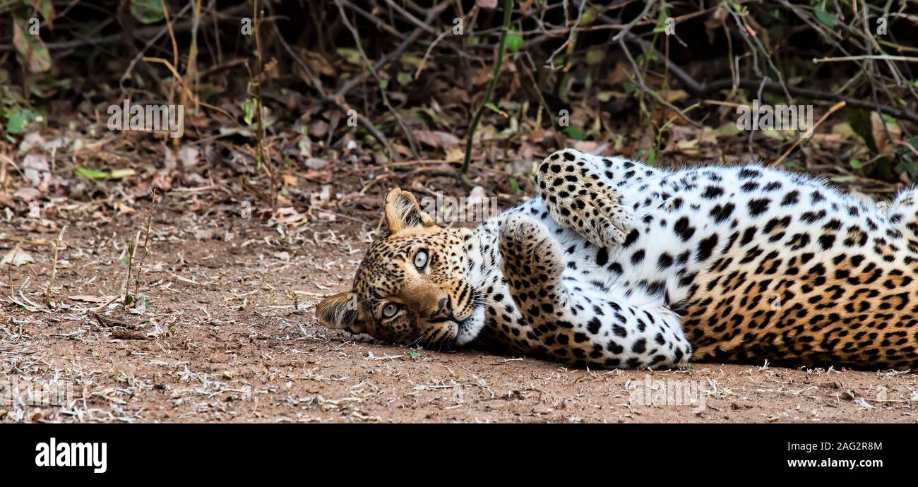 Leopard lying down hi-res stock photography and images - Alamy