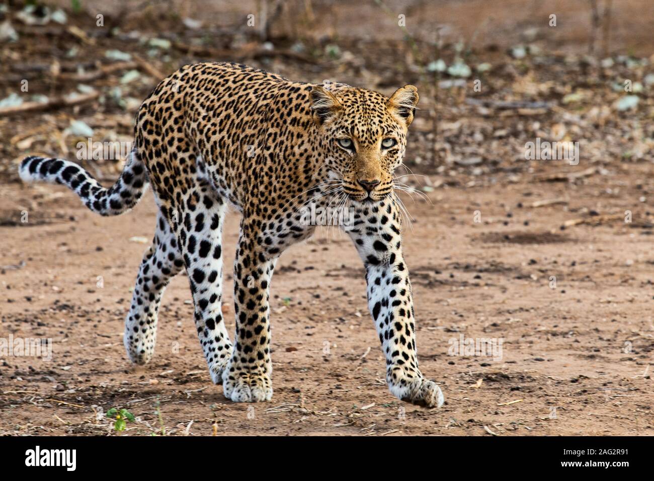 Big cat and hunt hi-res stock photography and images - Alamy