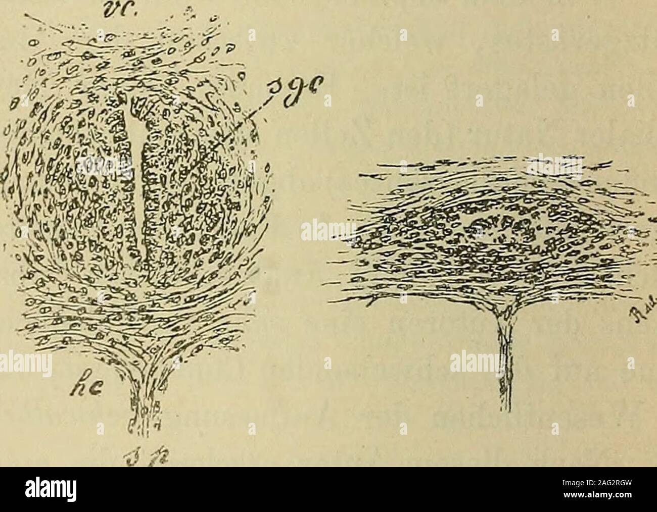 Lendenmark hi-res stock photography and images - Alamy