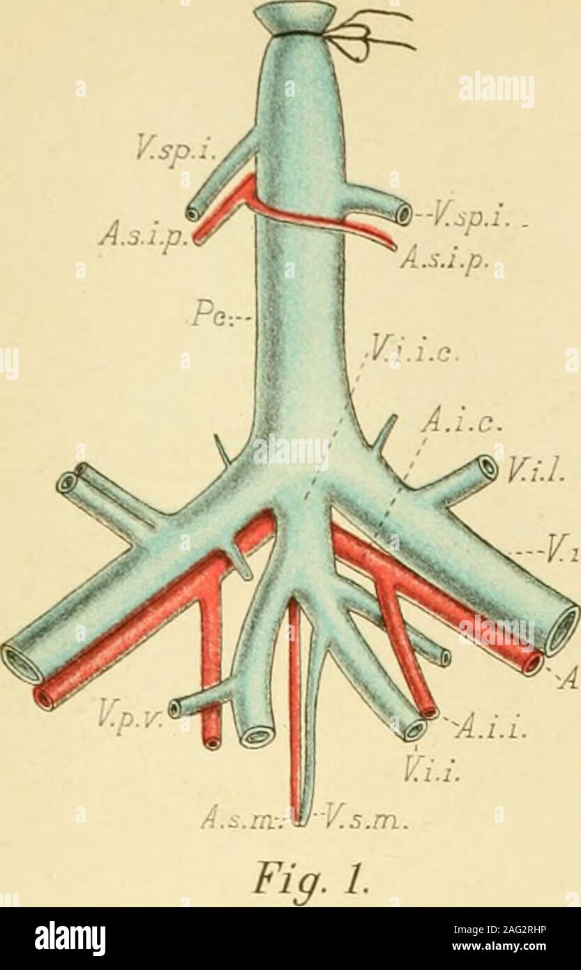 . The American journal of anatomy. Aa. spermaticae Internae pos ...