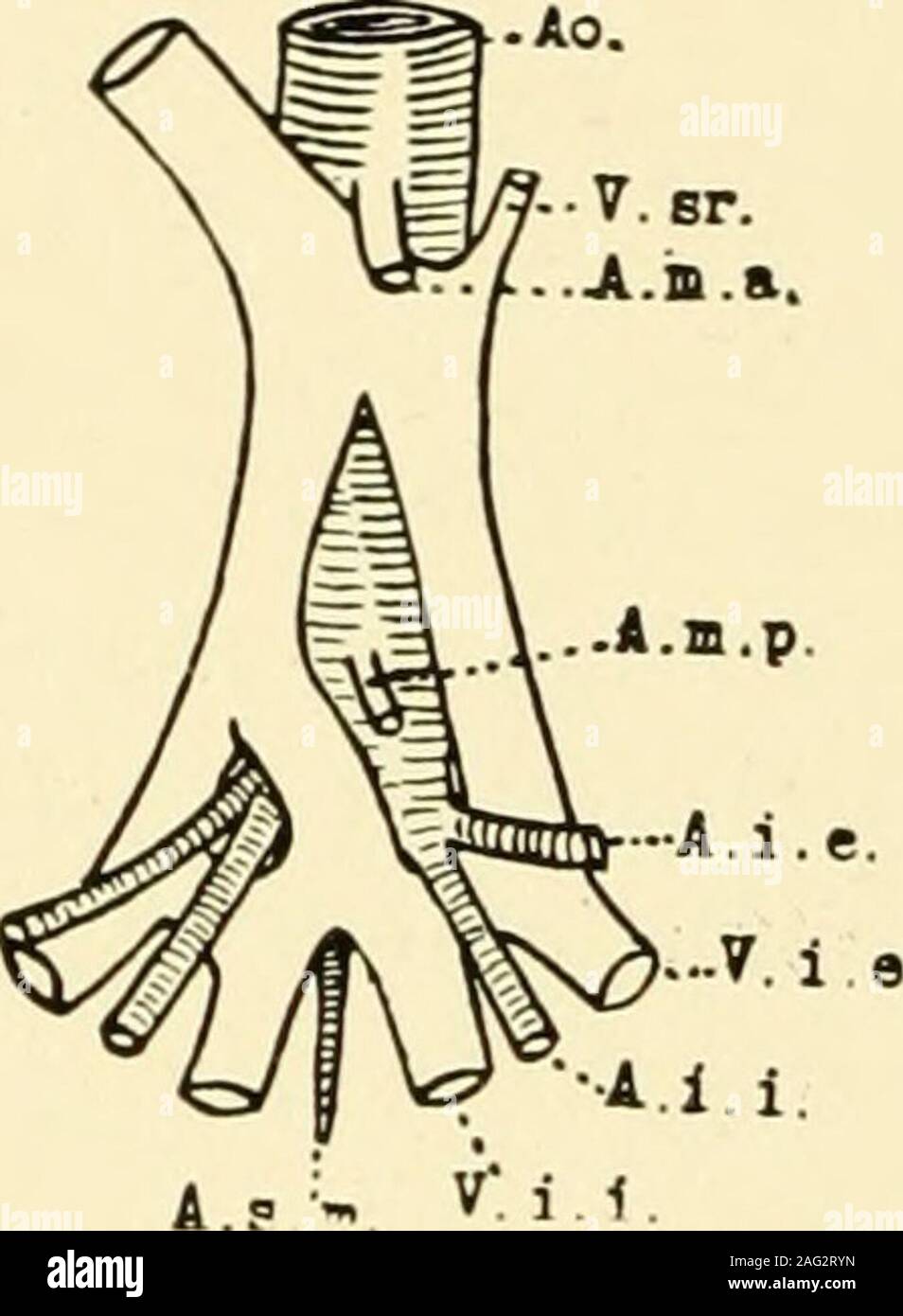 . The American journal of anatomy. Fig. X. Fig. XI. Fig. X. Postcava of ...