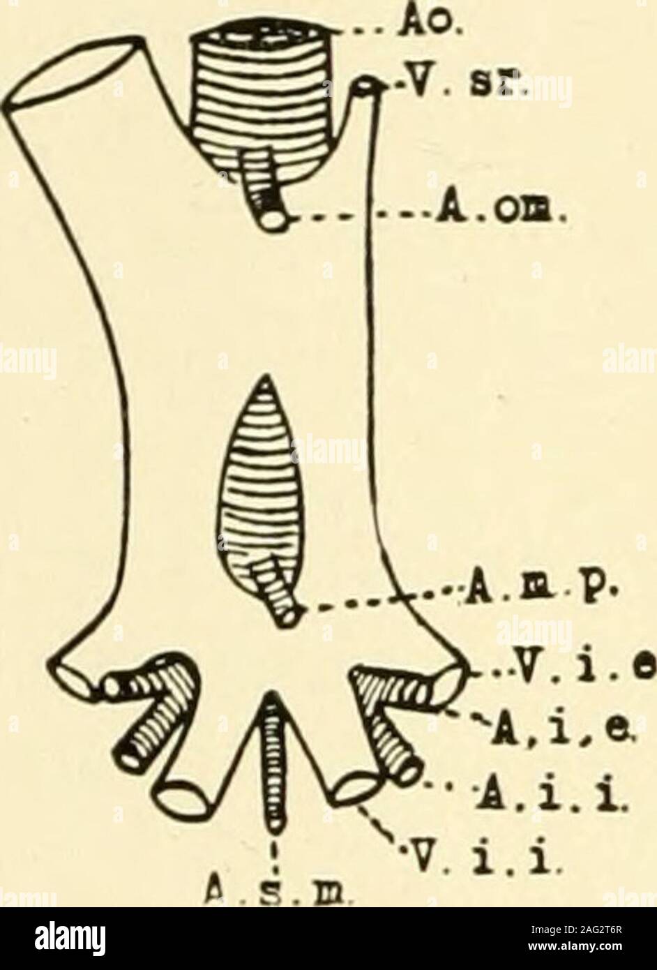 . The American journal of anatomy. stcaval veins were incompletely ...