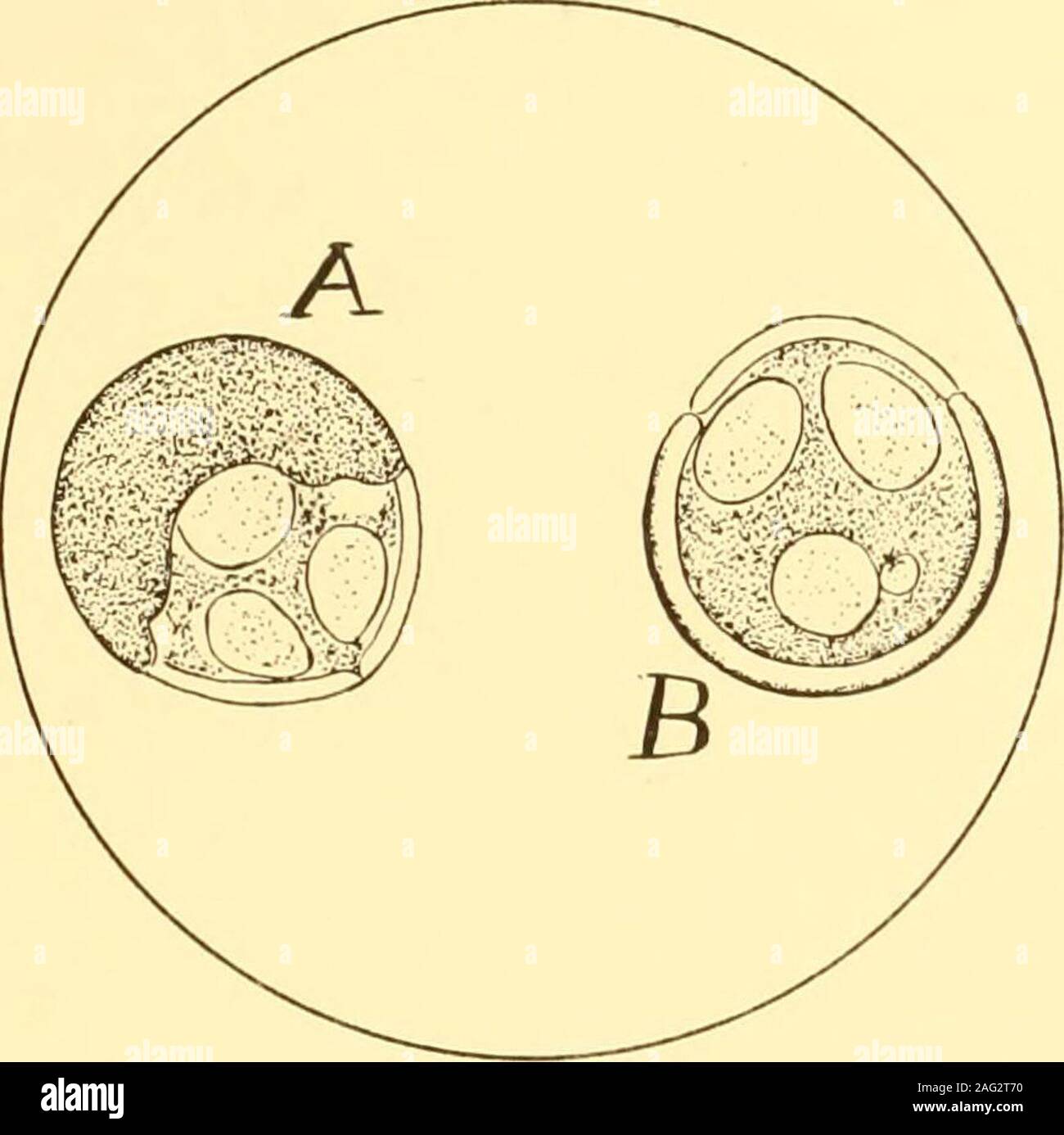 Mycobacterium Phlei Kinyoun Carbol Fuchsin