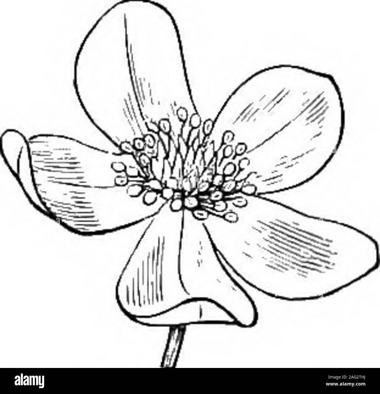 Flower seed as a present Cut Out Stock Images & Pictures - Alamy