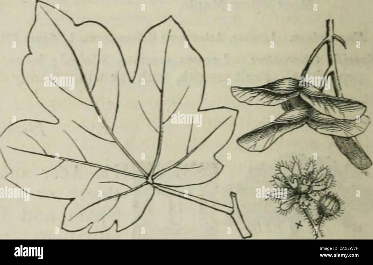 Acer varieties hi-res stock photography and images - Alamy