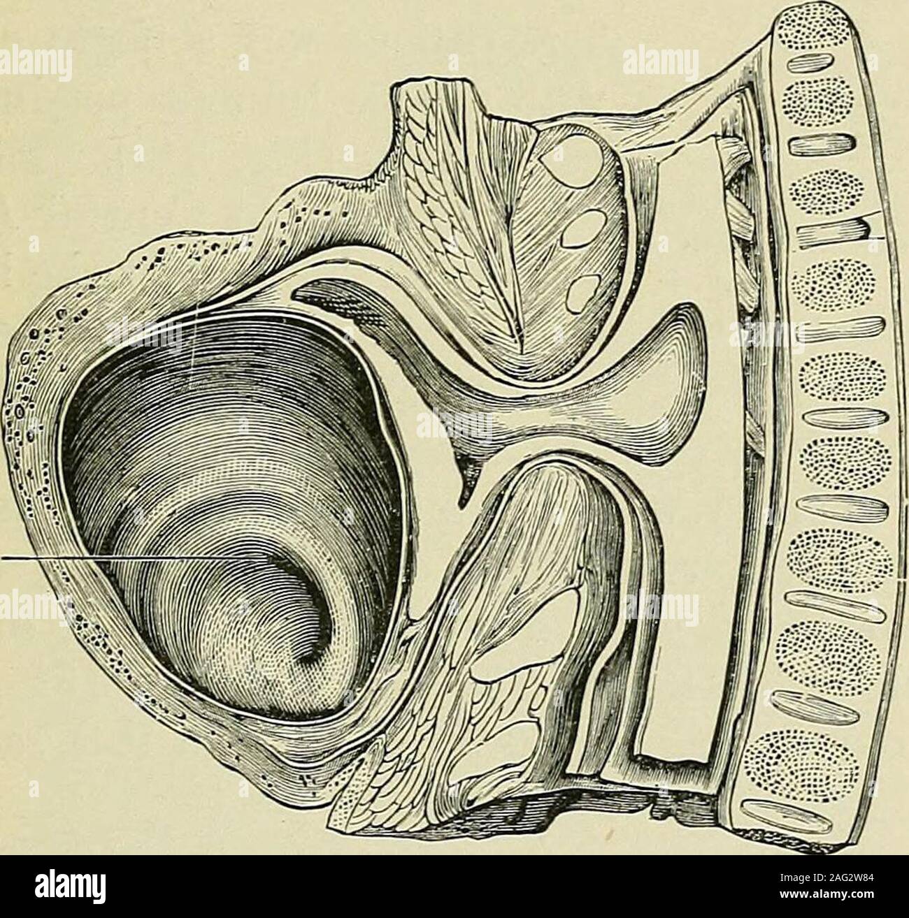 . Tumours, innocent and malignant; their clinical characters and ...
