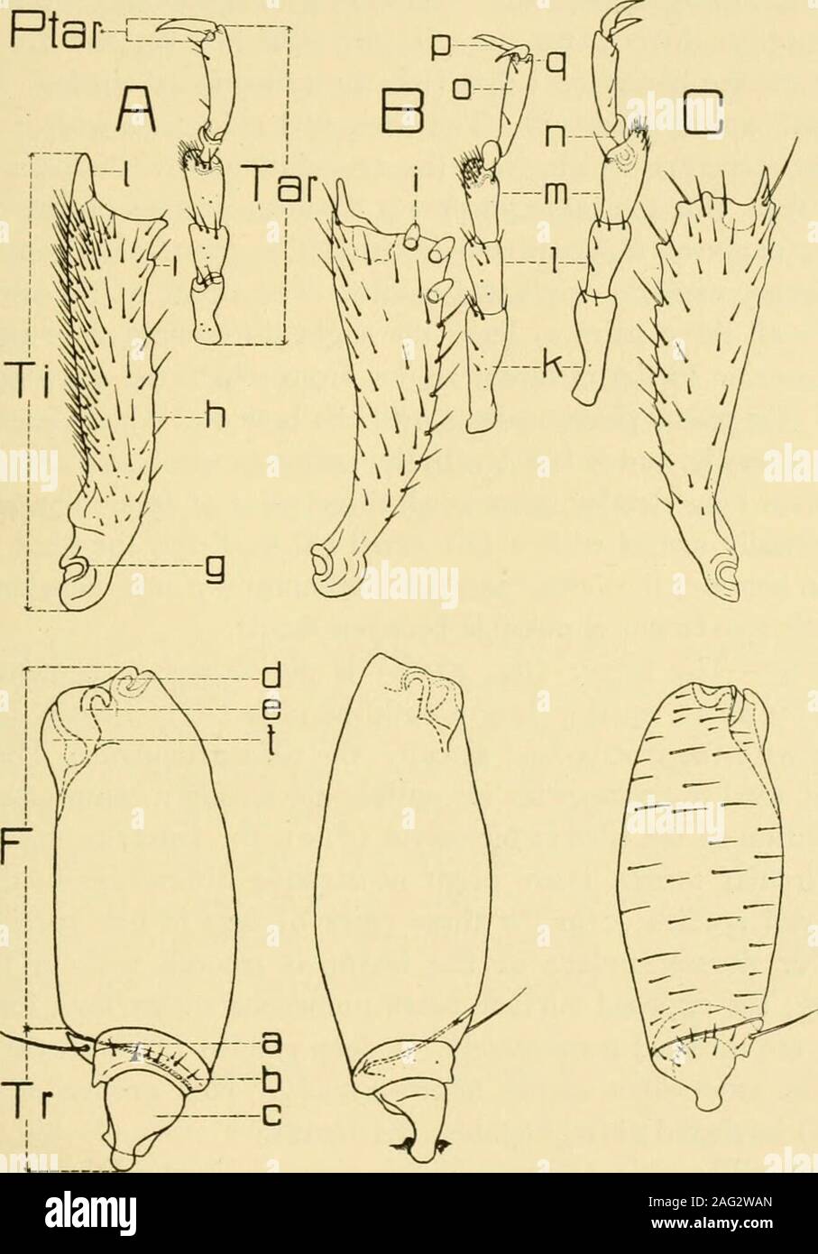. Smithsonian miscellaneous collections. metacoxa a hooklike structure ...