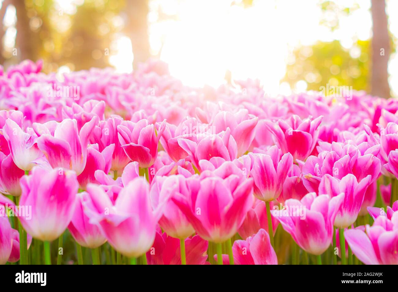 Beautiful Pink Tulip Flower Wallpaper