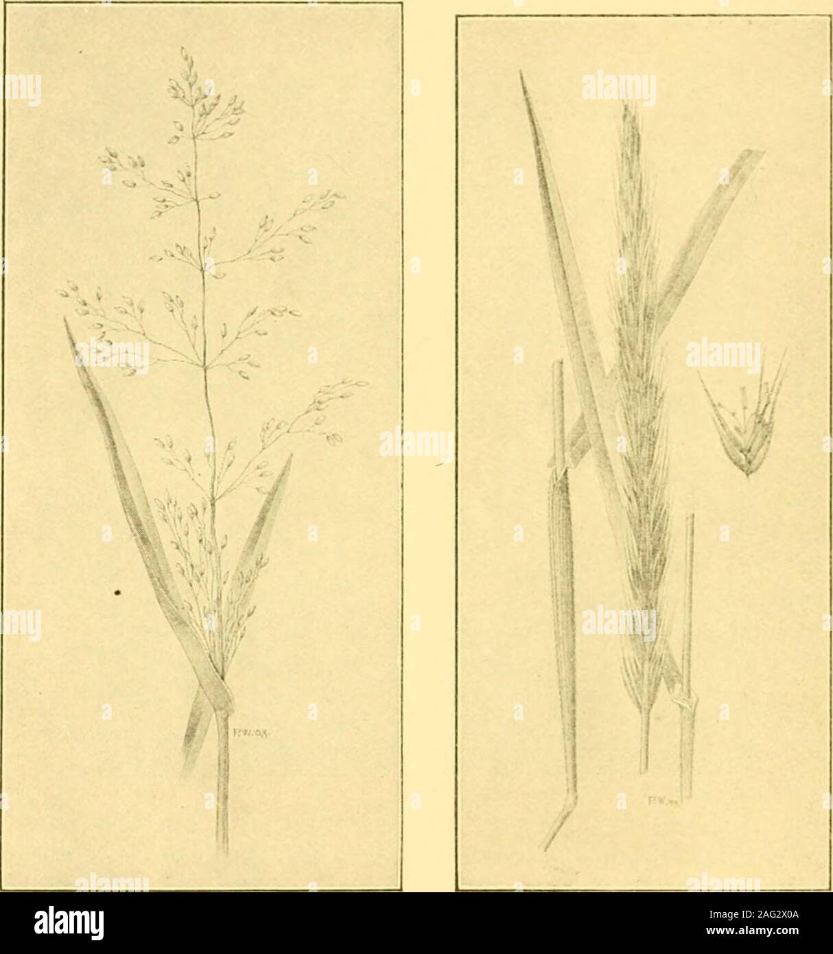 One sided raceme hi-res stock photography and images - Alamy