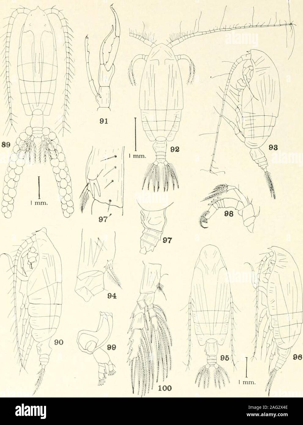 . Bulletin - United States National Museum. 72, 73,74-78, 79-83. 84,85 ...