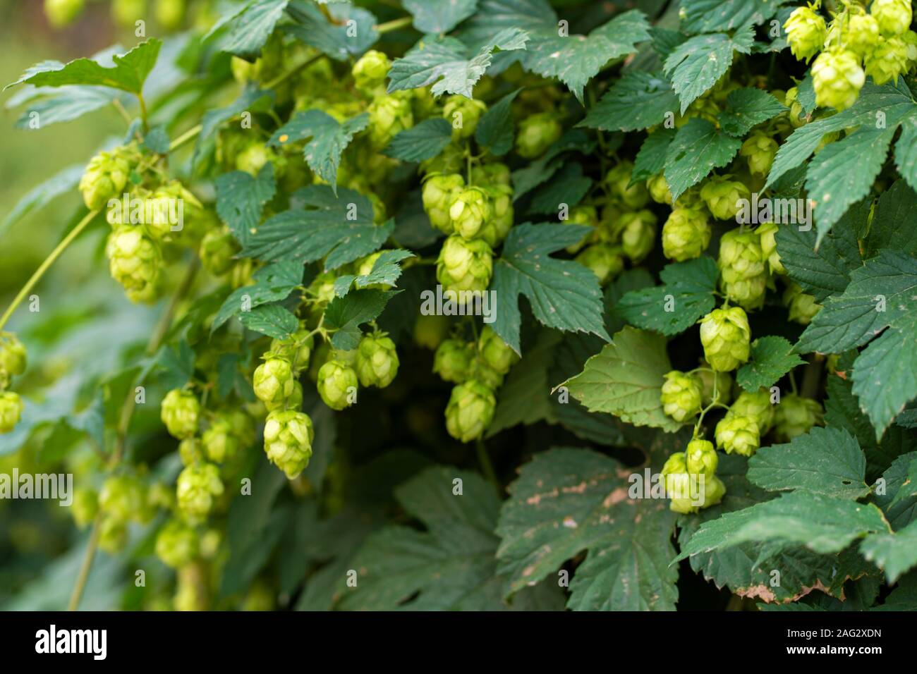 green hop bush grows in the garden Stock Photo - Alamy